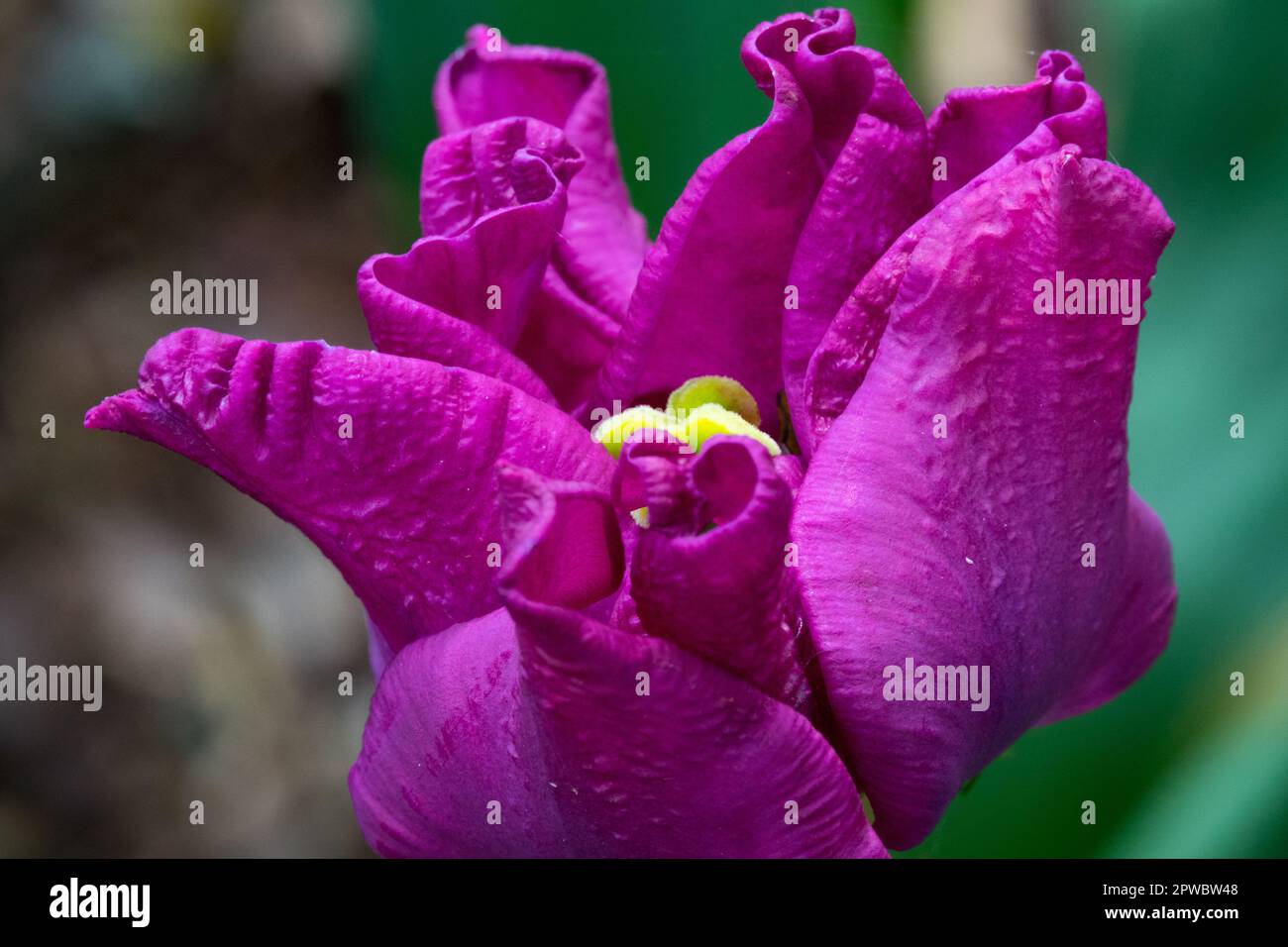 Purple Flower, Tulipa "Crown of Negrita", April, Tulip, Bloom, Close up ...
