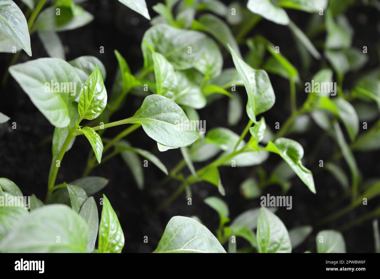 Home seedlings, plants, seedlings of young bell pepper growing in ...