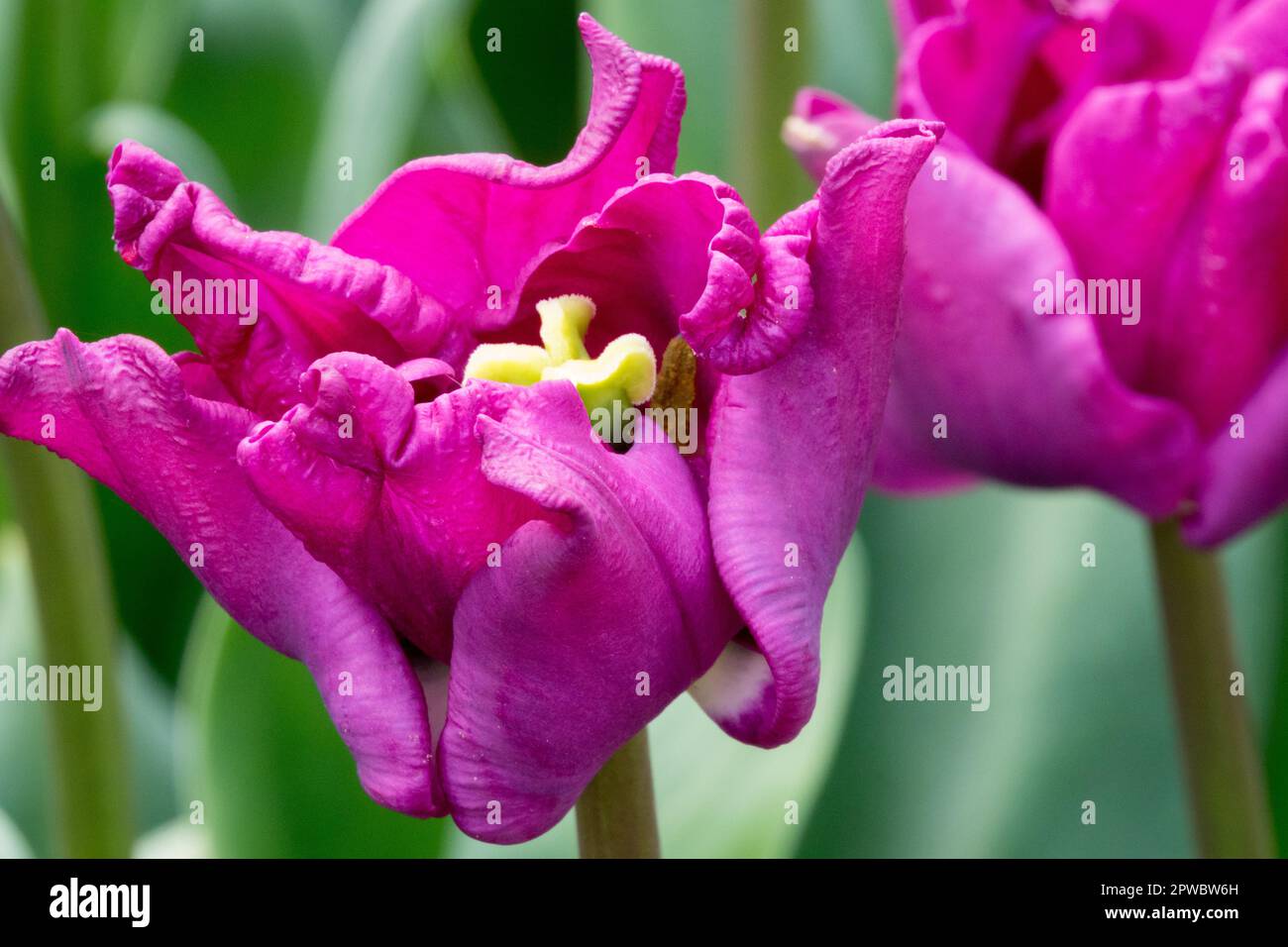 Coronet Tulip Flower, Tulipa "Crown of Negrita", Purple Tulip Stock ...