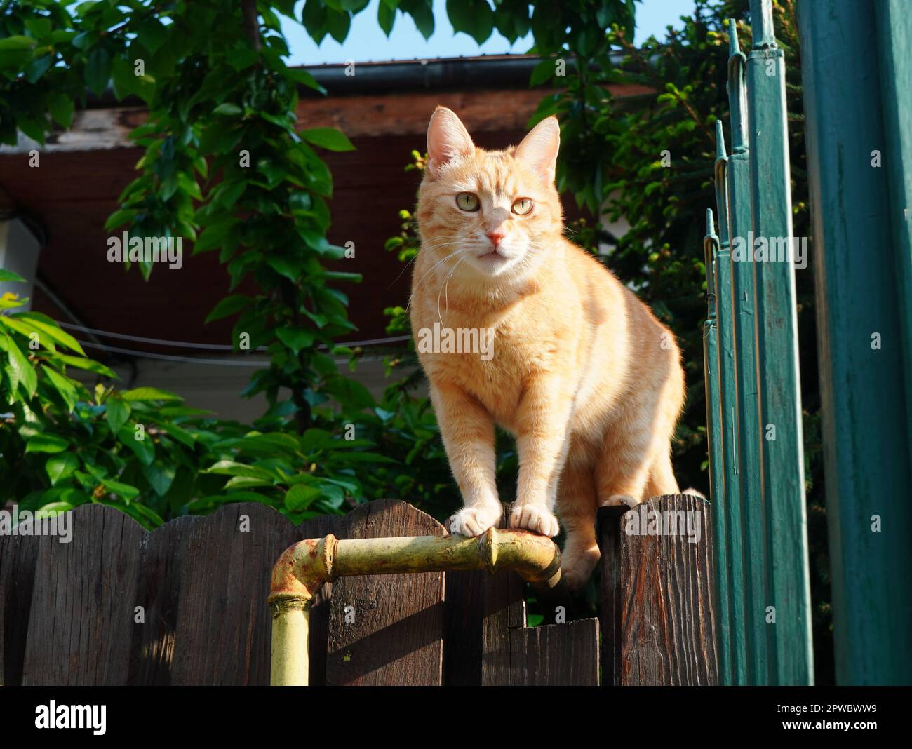Red domestic cat up on fence to watch and defend its territory Stock ...