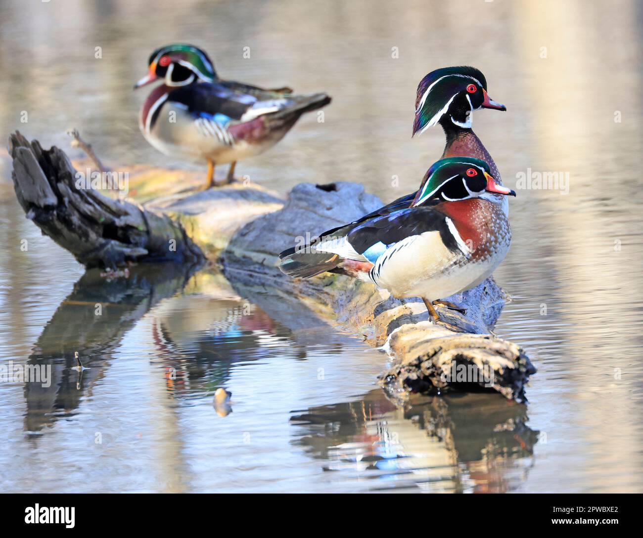 Colorful Wood Ducks perched on the lake border, Quebec, Canada Stock ...