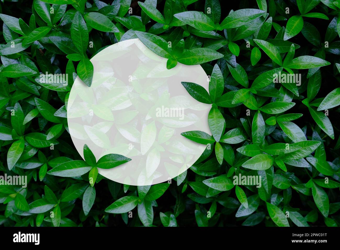 Green leaves texture with white round template podium mockup. Natural ...