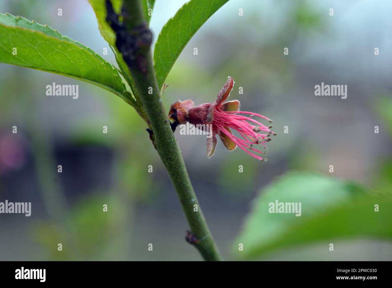 Spring green long castings and pink, purple buds, inflorescences of a ...