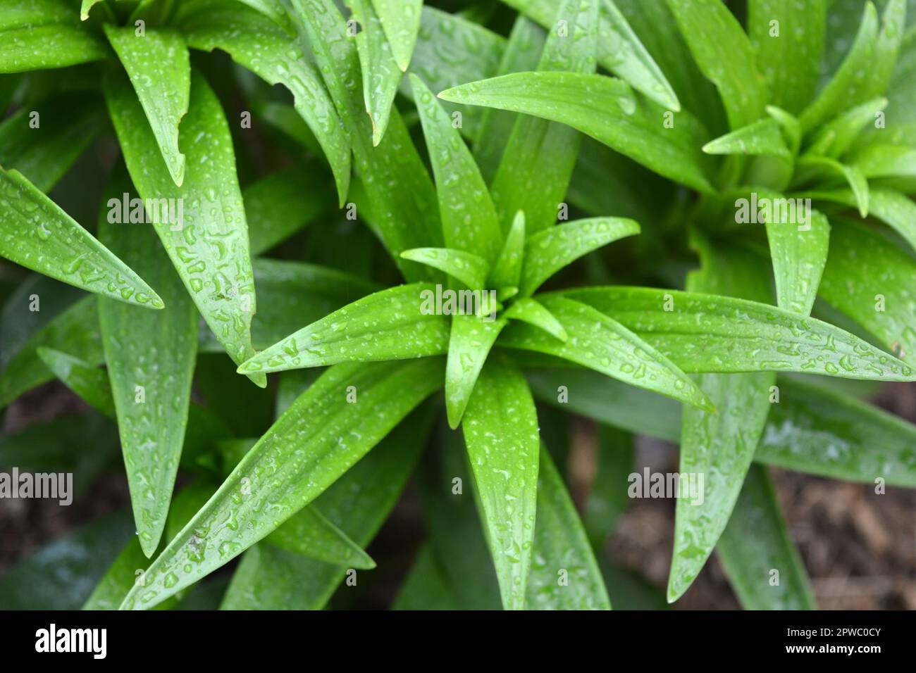 Beautiful bright leaves of exquisite lilies growing in the home garden ...