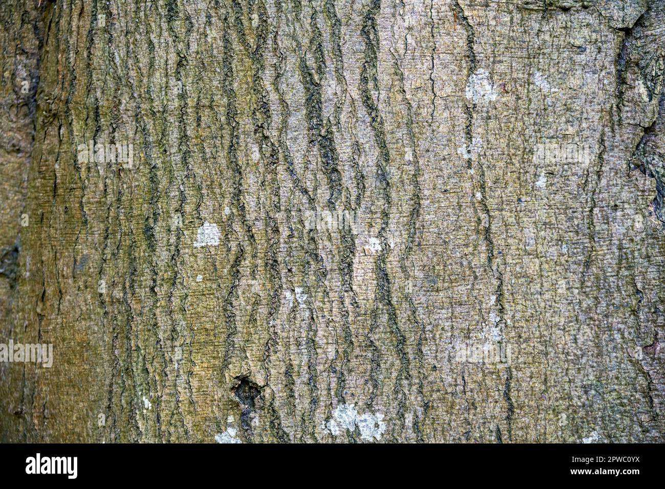 Tree bark, close up, use as texture or background Stock Photo - Alamy