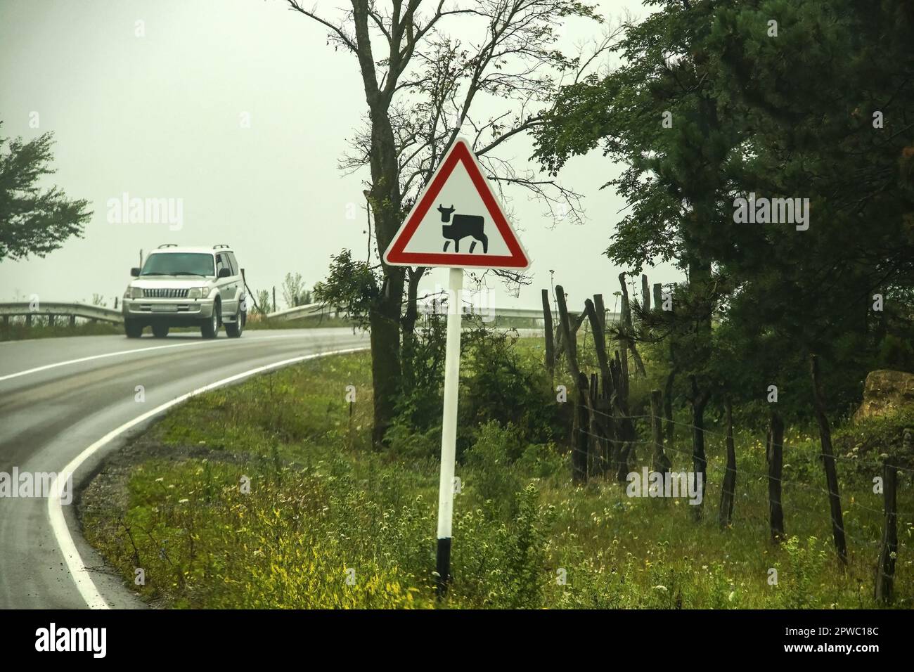 White SUV rounding corner of rural road in fog with cow warning sign in ...