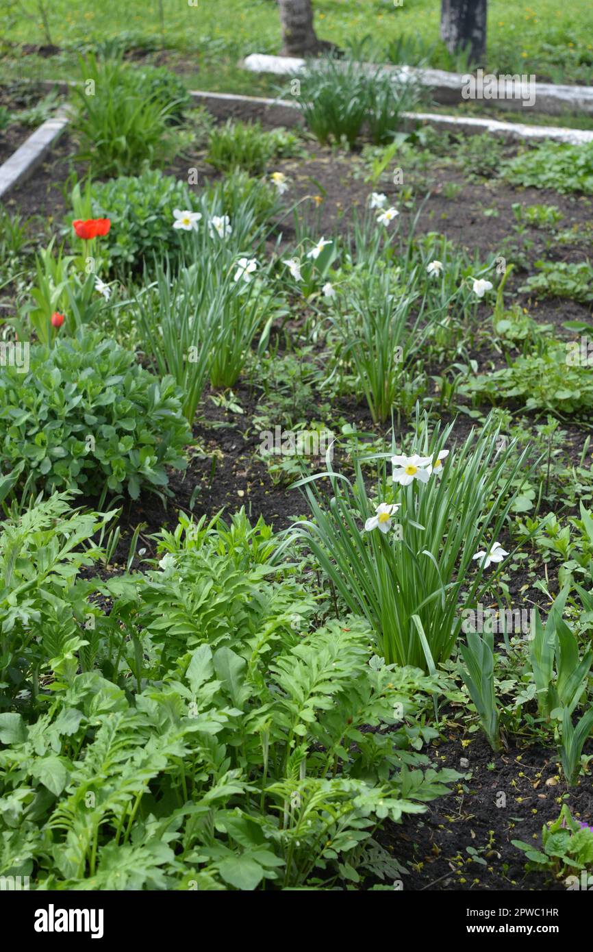 Landscape design, interesting, unusual plants and flowers like tulips ...