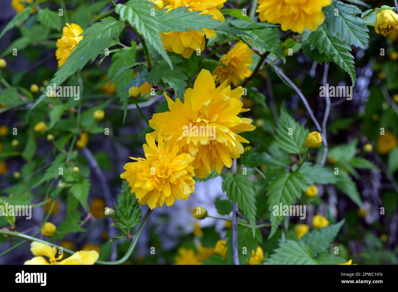 Bright yellow shaggy, fluffy flowers, large bushes Japanese rose ...