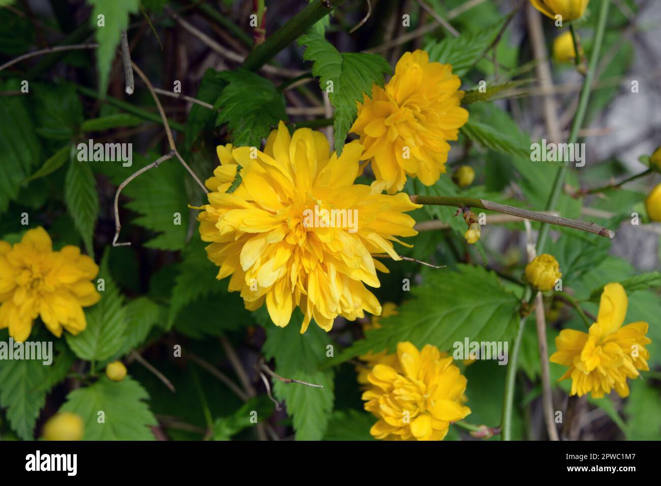 Bright yellow shaggy, fluffy flowers, large bushes Japanese rose ...