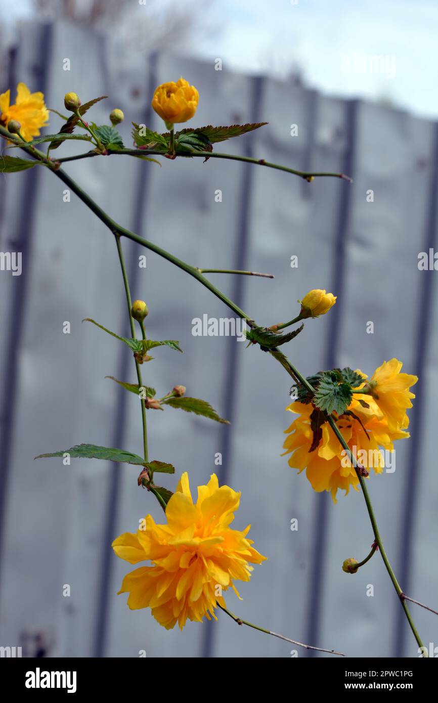 Bright yellow shaggy, fluffy flowers, large bushes Japanese rose ...
