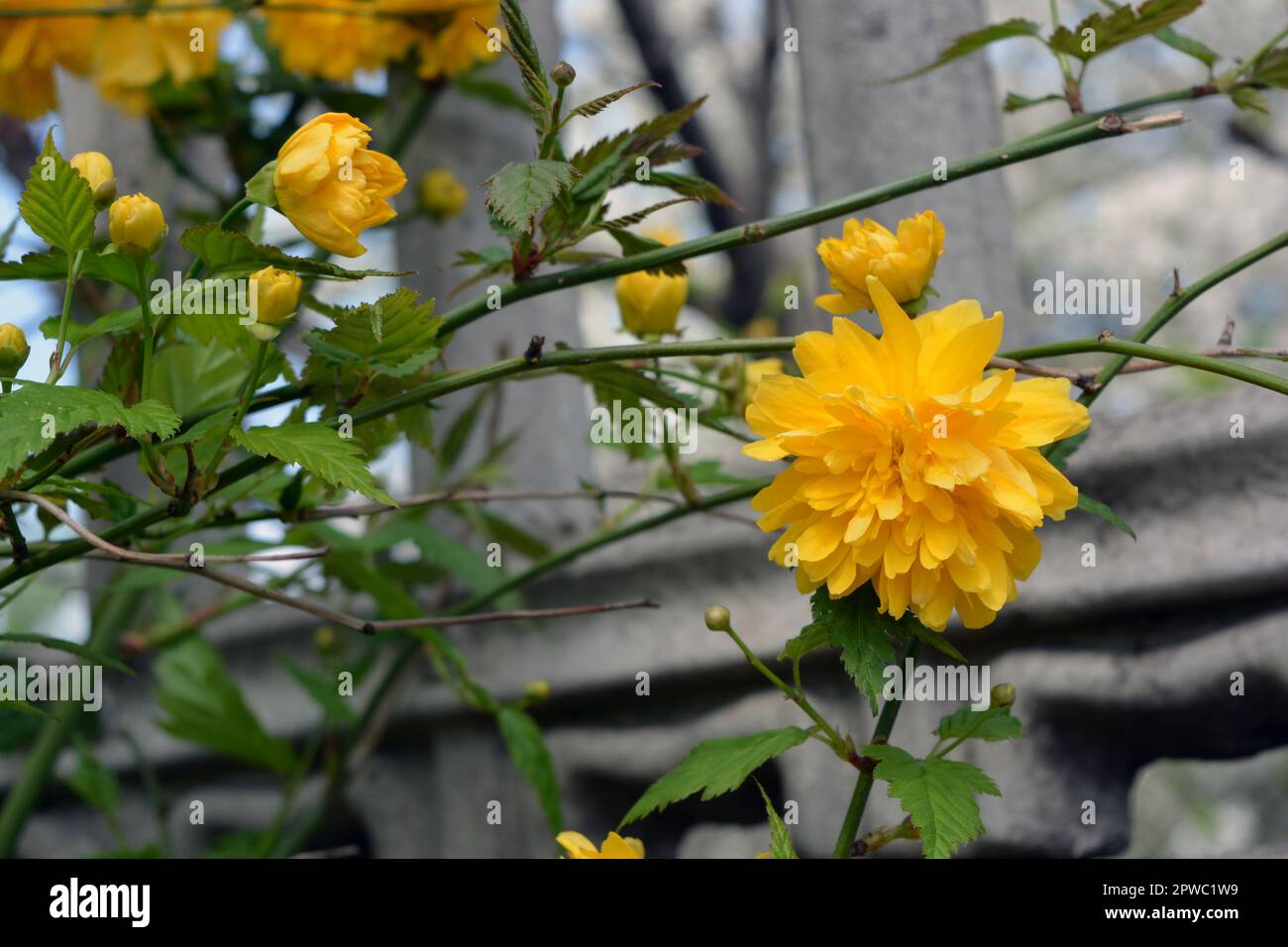 Bright yellow shaggy, fluffy flowers, large bushes Japanese rose ...