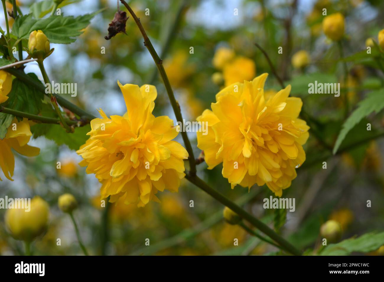 Bright yellow shaggy, fluffy flowers, large bushes Japanese rose ...