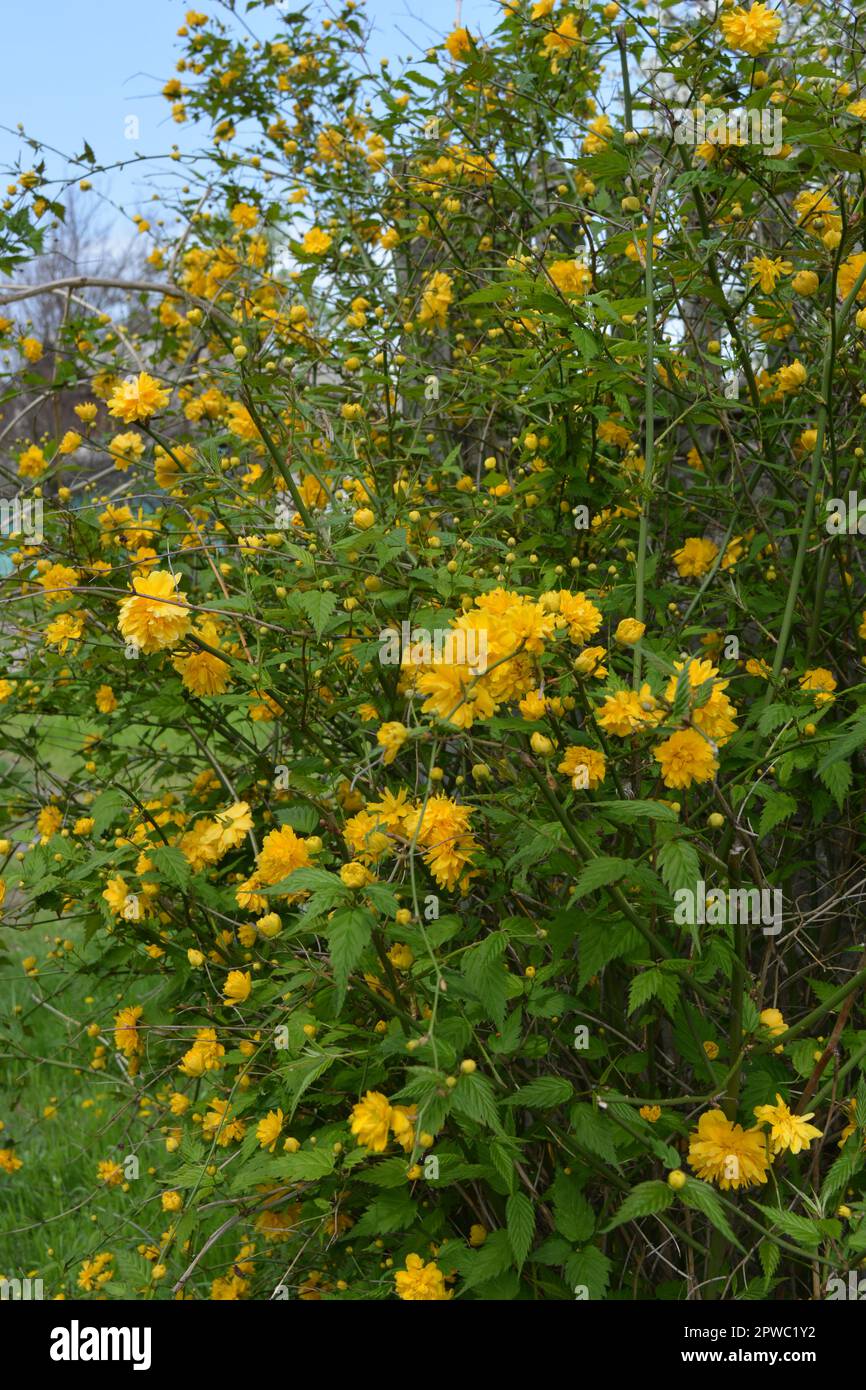 Bright yellow shaggy, fluffy flowers, large bushes Japanese rose ...