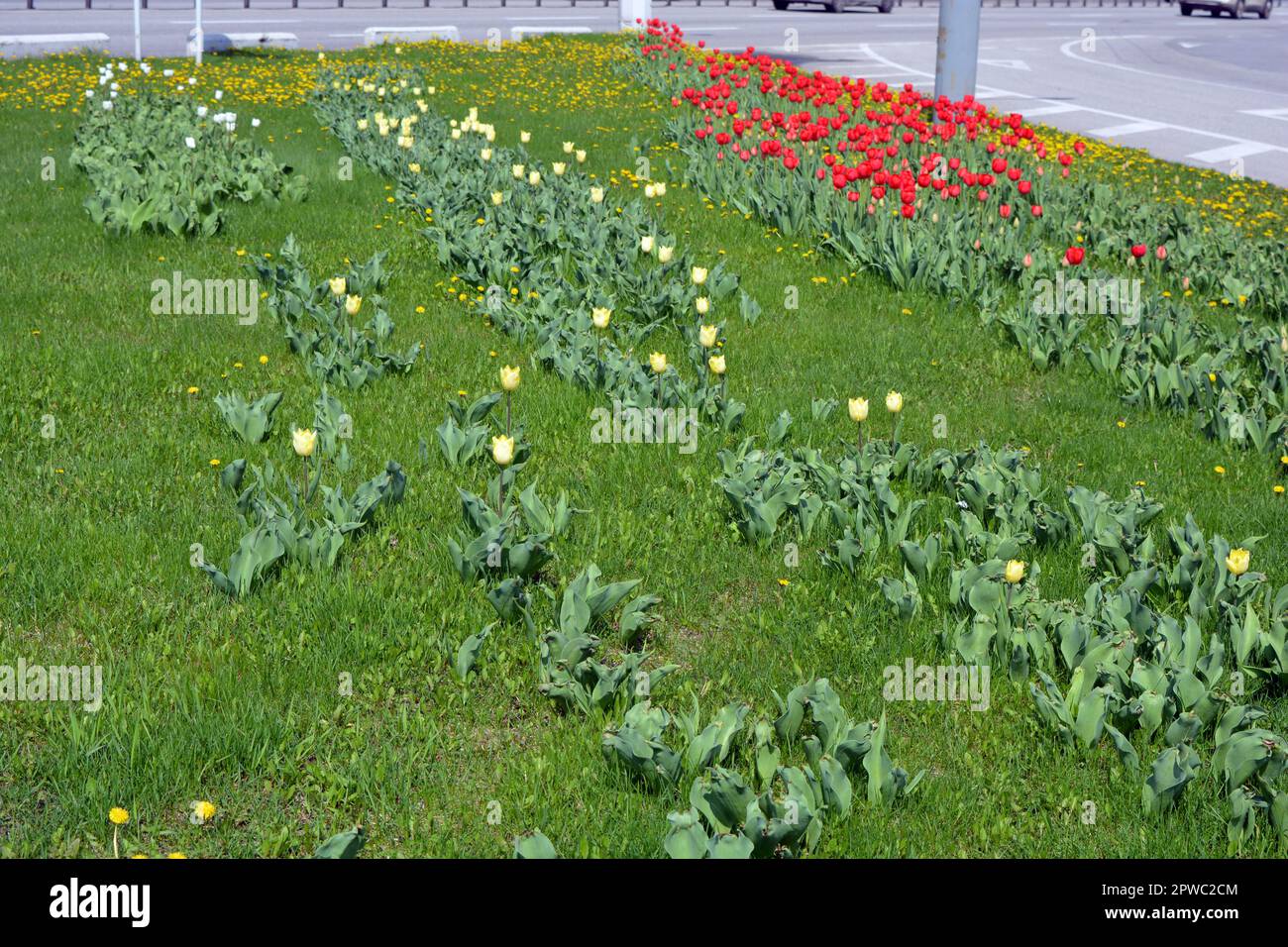 Bright and beautiful photos of spring yellow tulips growing on a green ...
