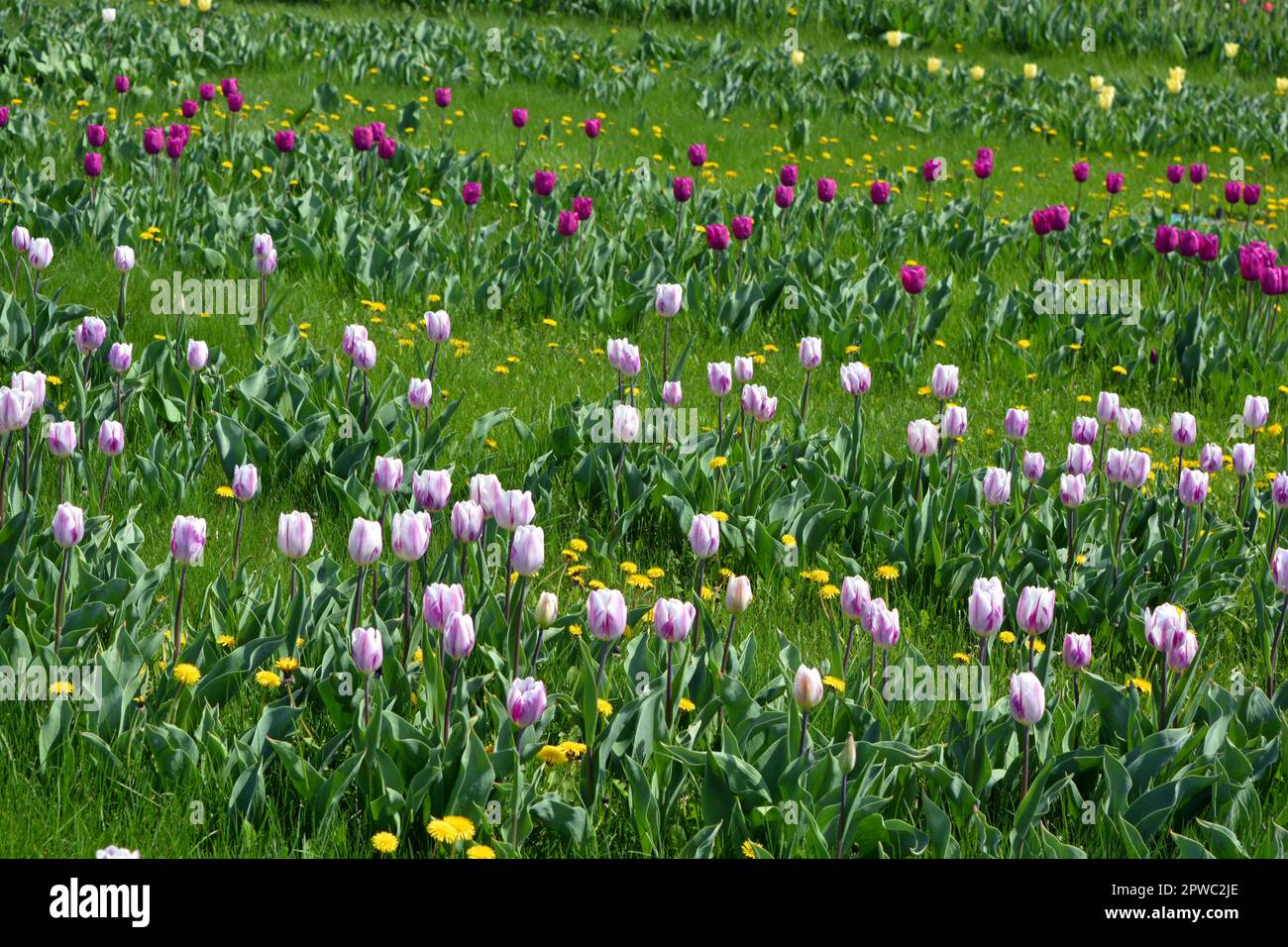 Beautiful and interesting white-violet tulips growing in green lawn ...