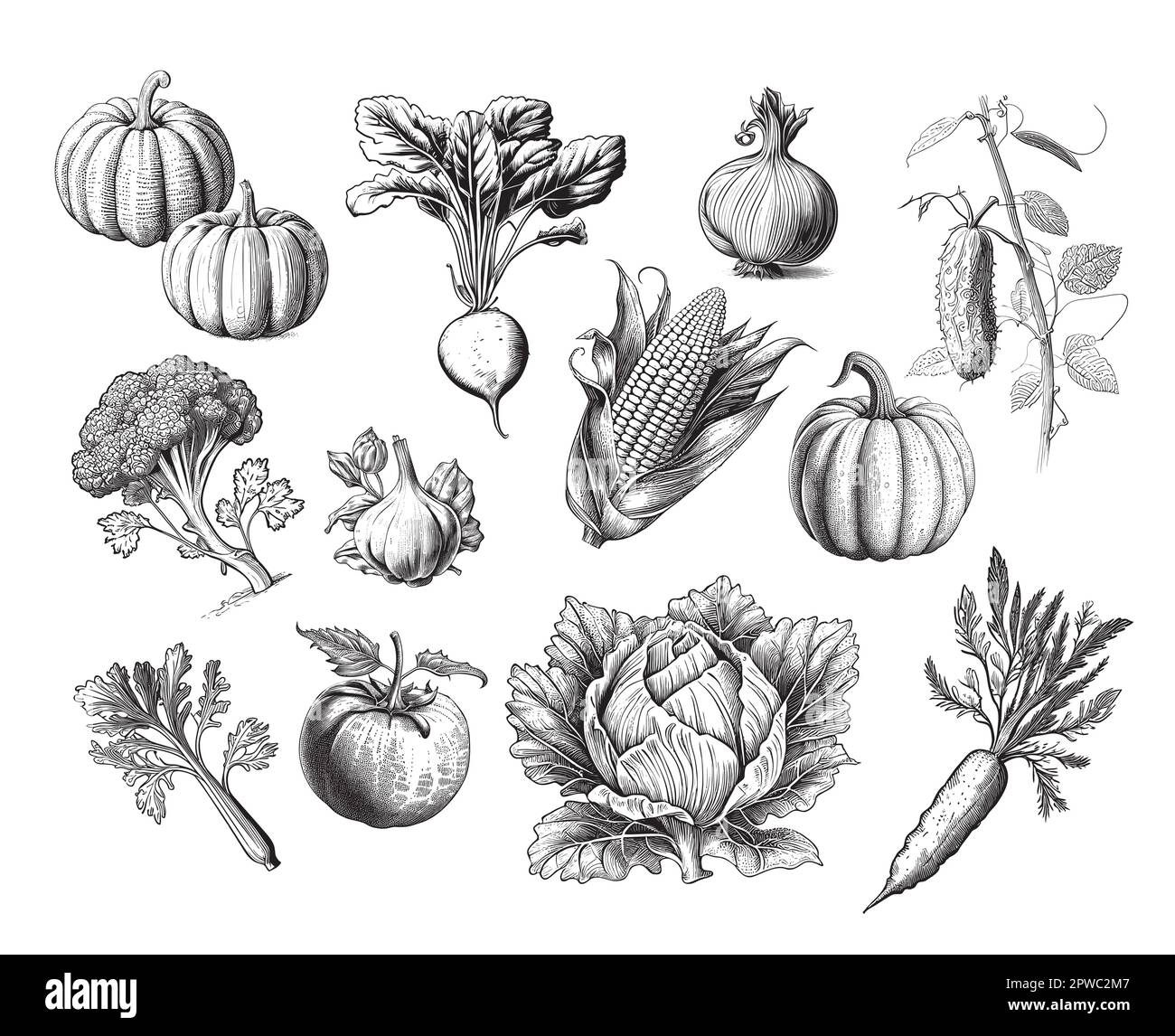 Vegetables Collection Hand Drawn Sketch Vector Illustration Veg Stock Vector Image And Art Alamy