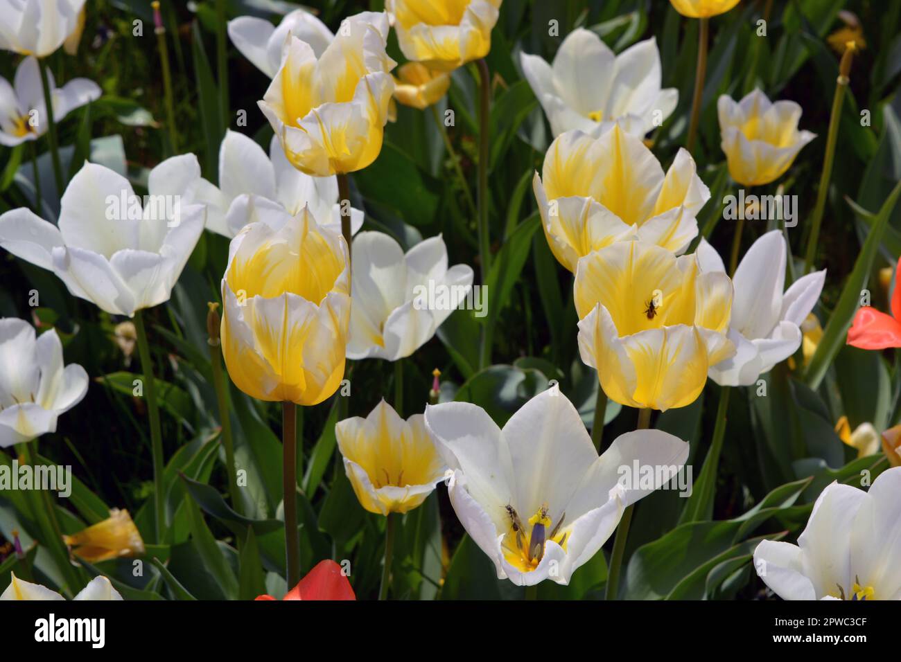 Bright and beautiful photos of spring yellow tulips growing on a green ...