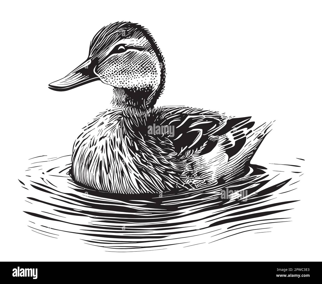 Wood Duck Drawing Outline