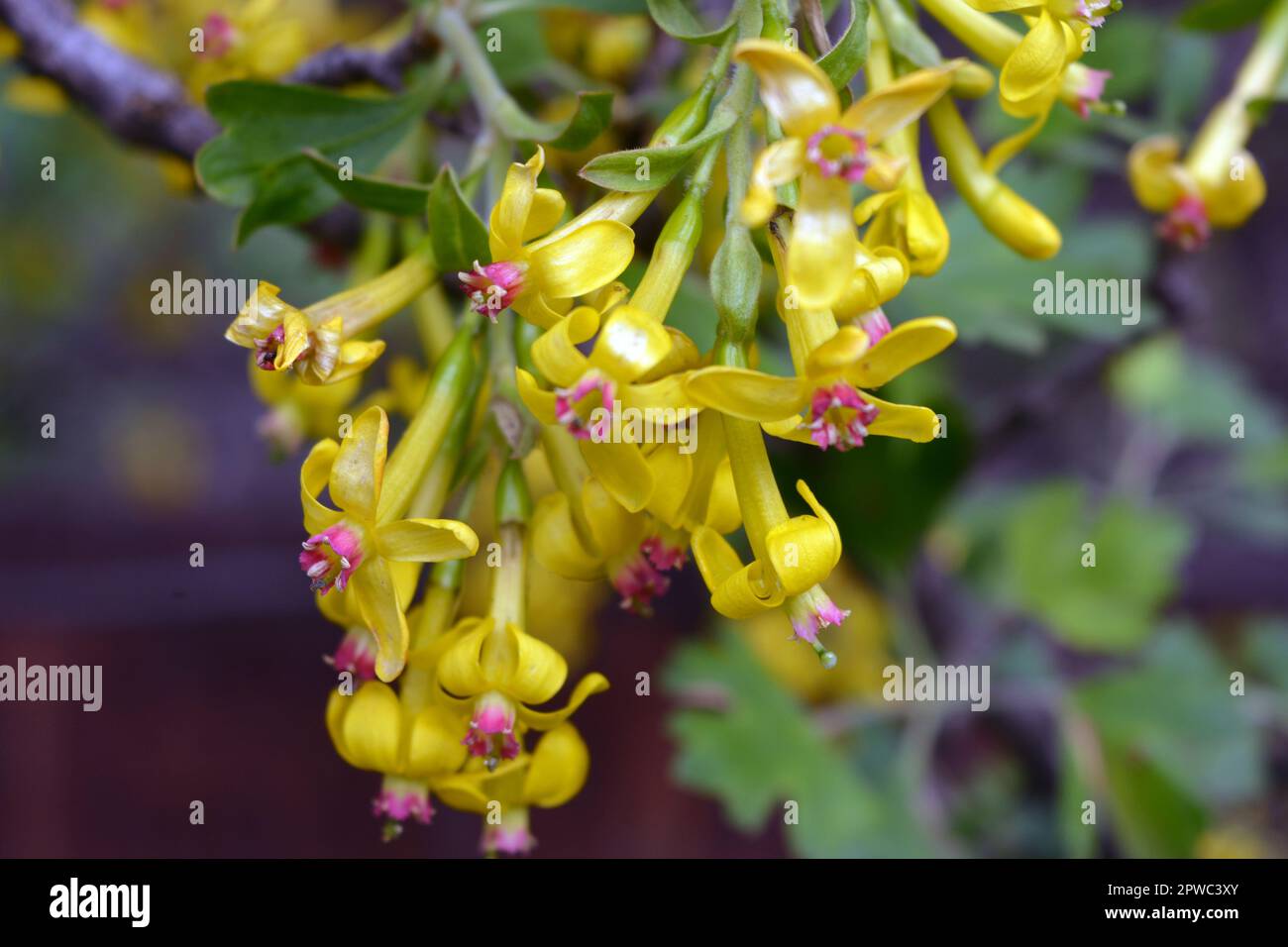 Beautiful, bright flowering fruit bush currant with yellow interesting ...