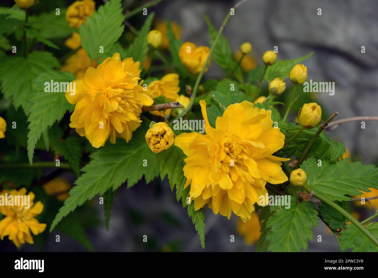 Bright yellow shaggy, fluffy flowers, large bushes Japanese rose ...