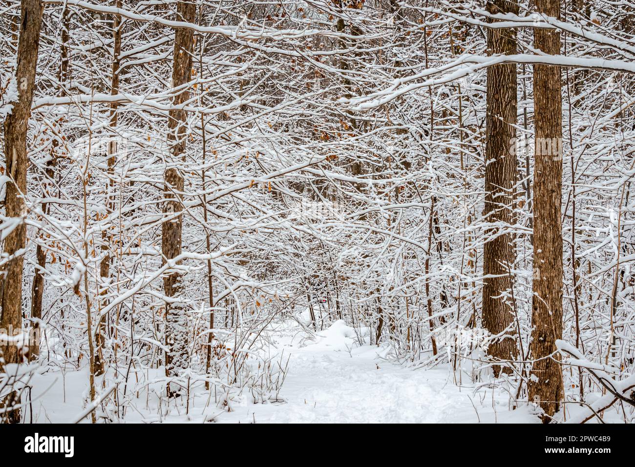 Trees covered with snow in the park Stock Photo - Alamy
