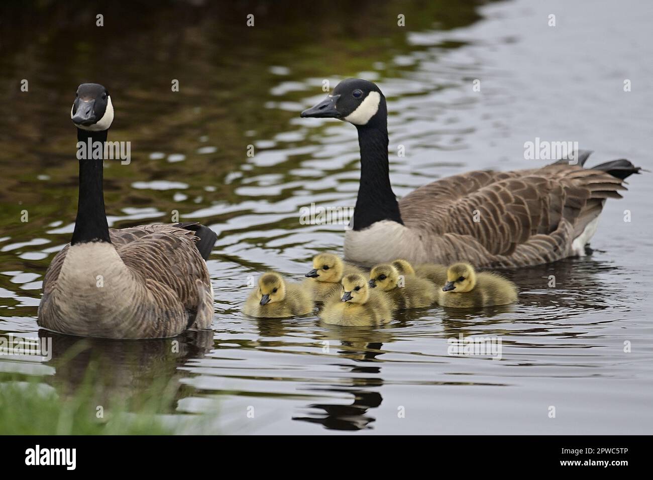 Take a gander hi-res stock photography and images - Alamy