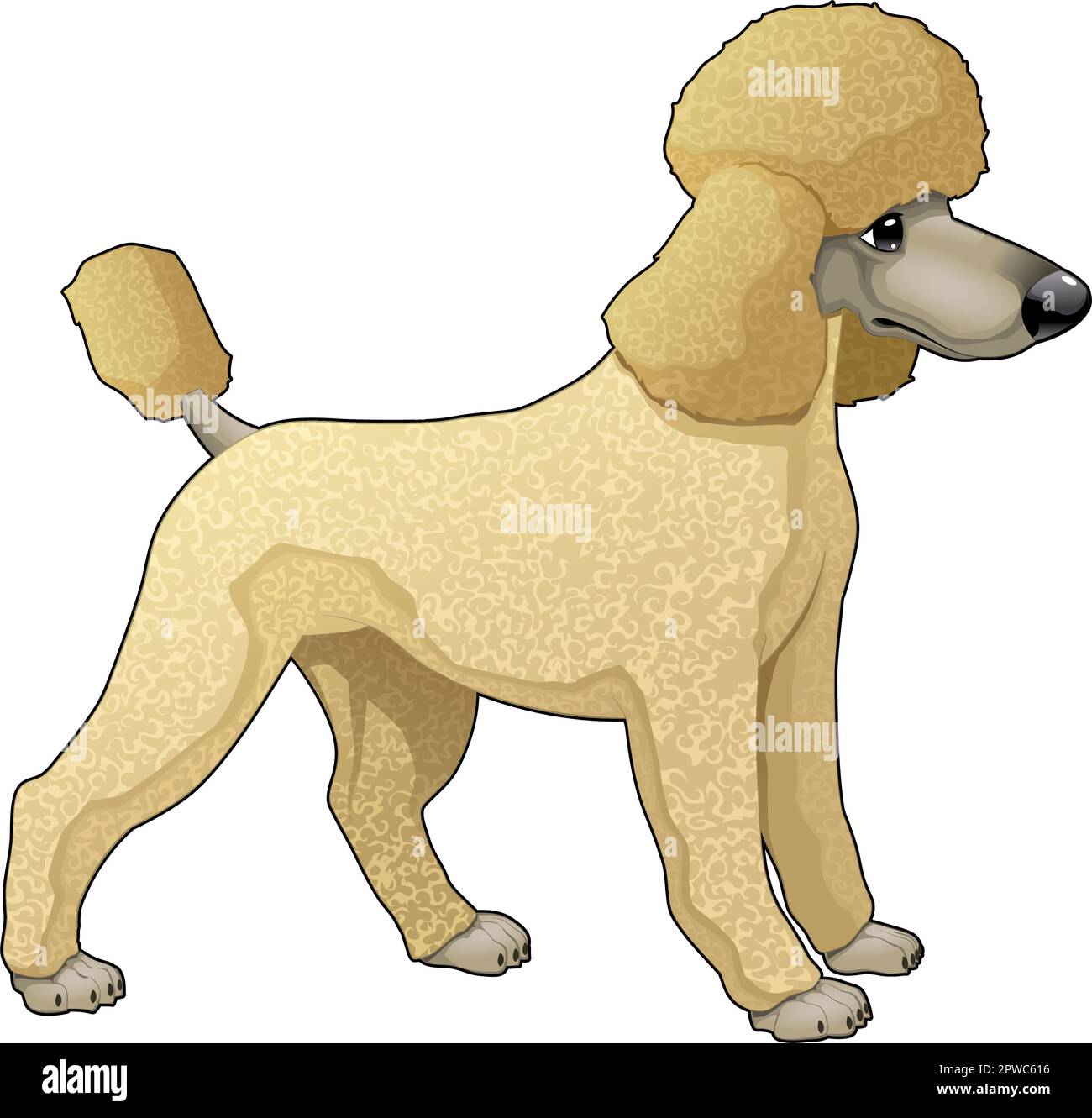 Poodle vector hi-res stock photography and images - Alamy
