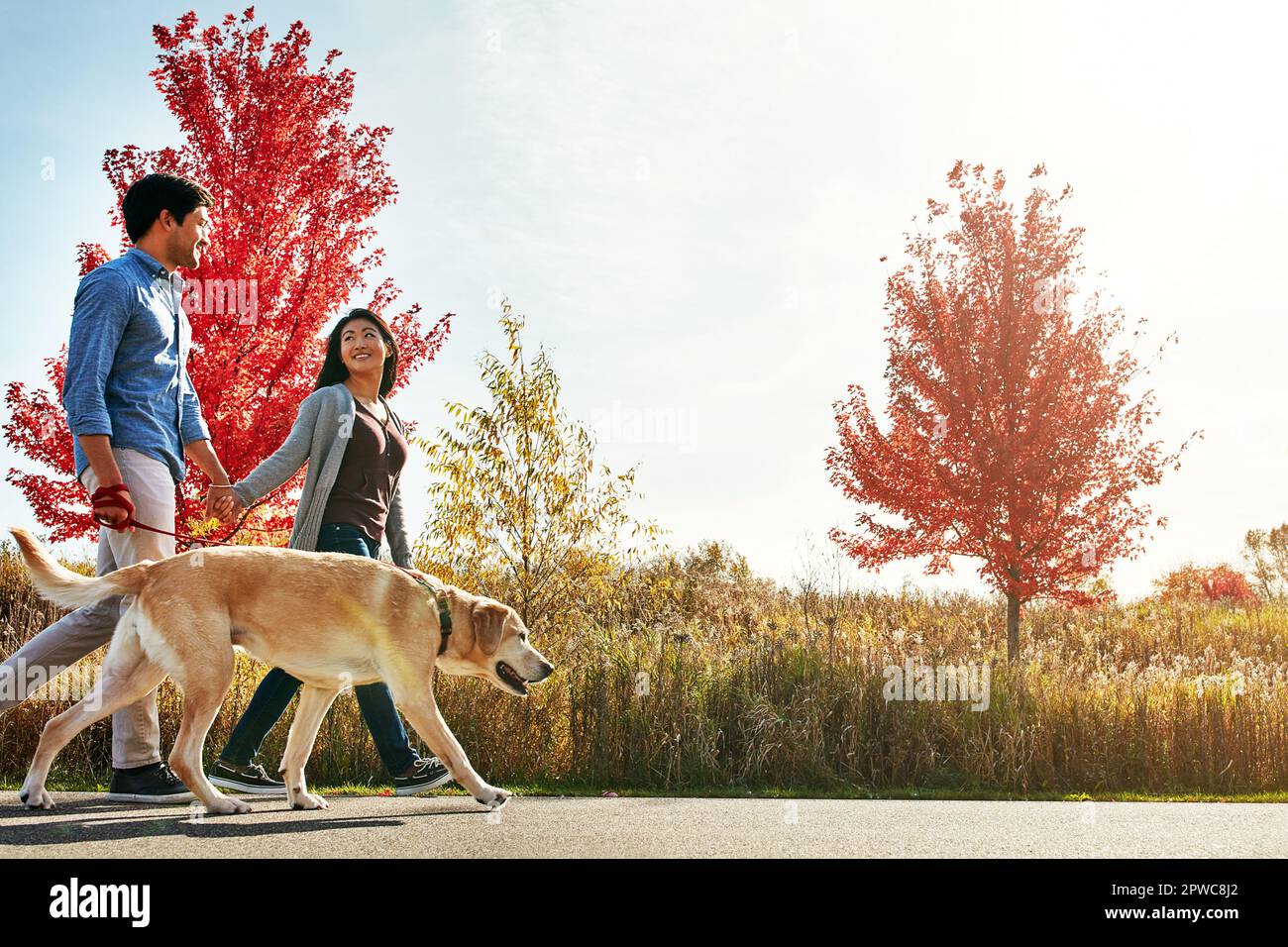 Pet-owning couples are closer. a loving young couple taking their dog ...