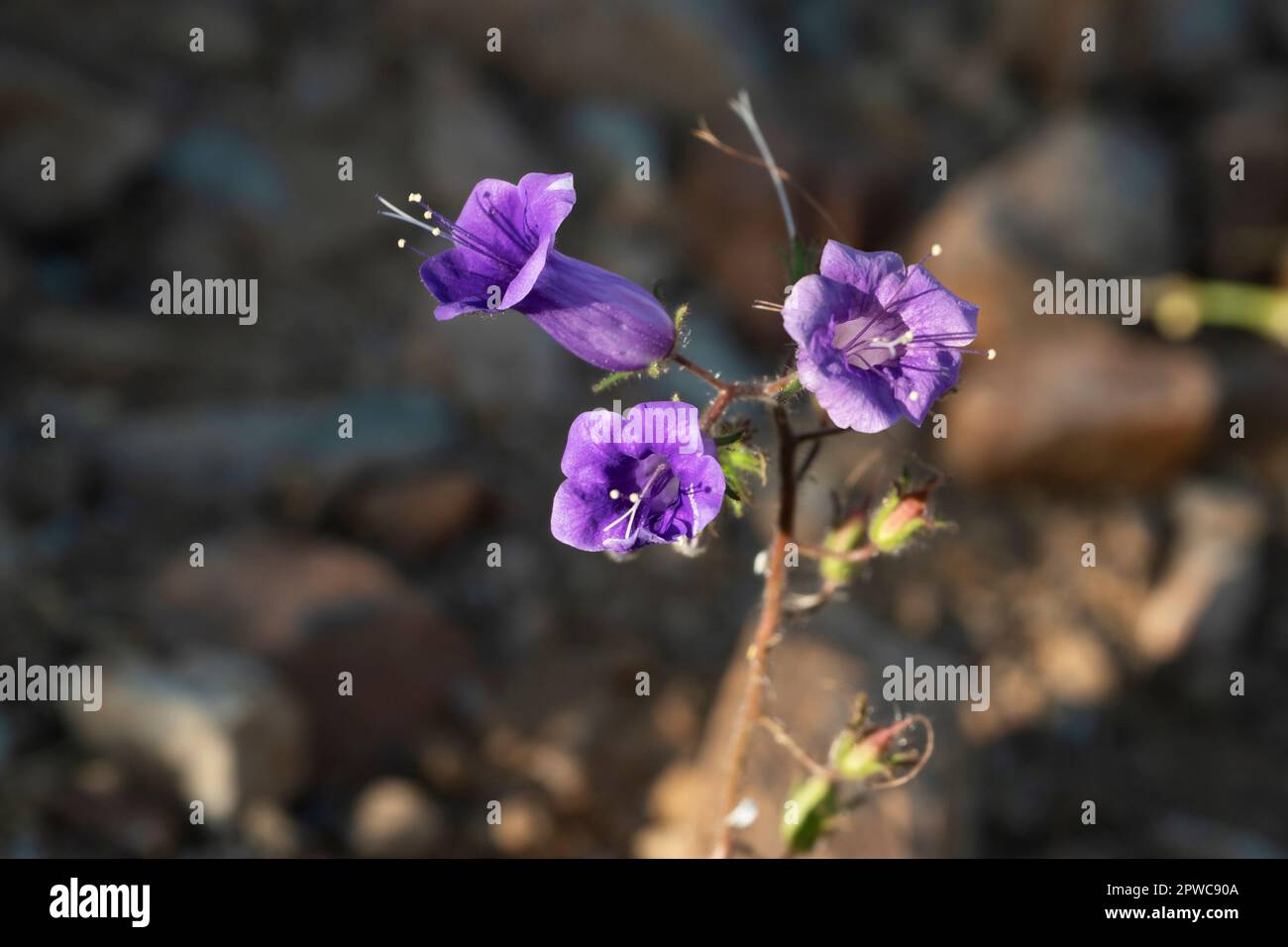 California Bluebells blooming in rocky dry desert soil Stock Photo - Alamy