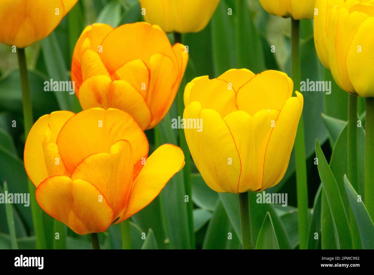 Yellow, Cultivars Tulip, Flowers Stock Photo - Alamy