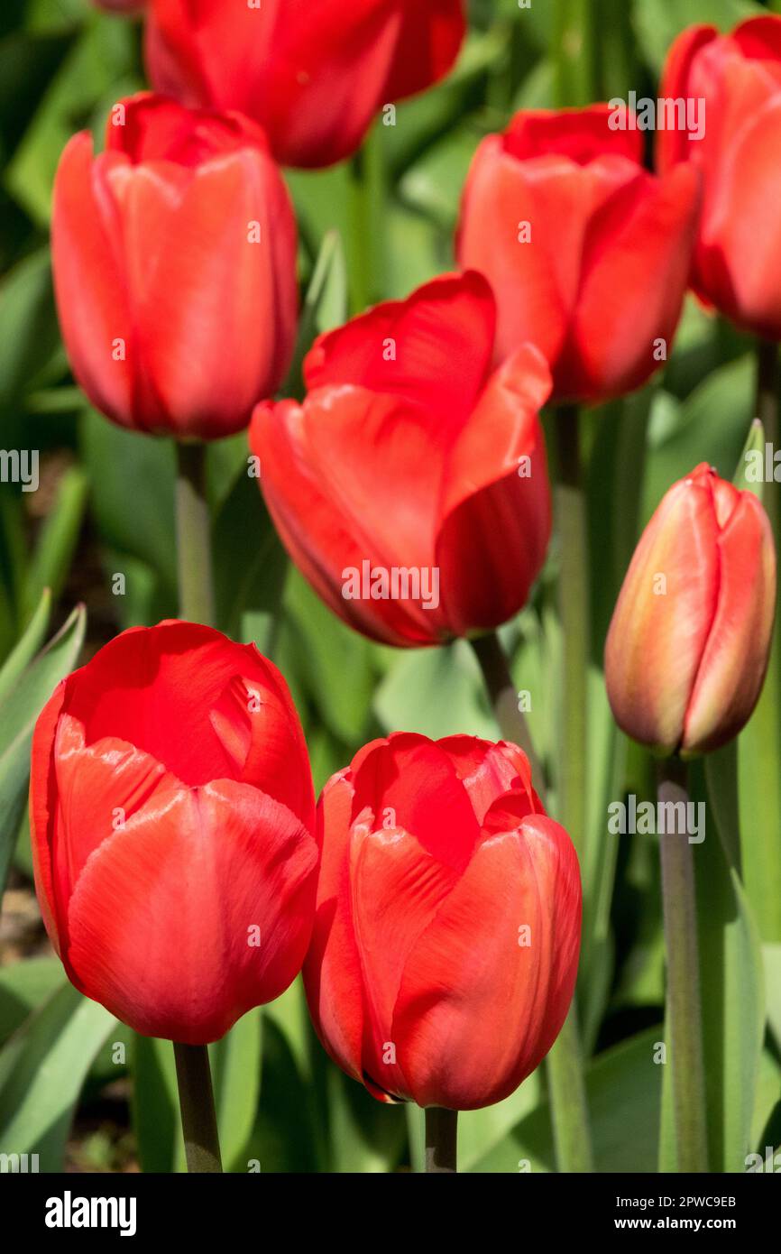 Red impression’ tulips hi-res stock photography and images - Alamy