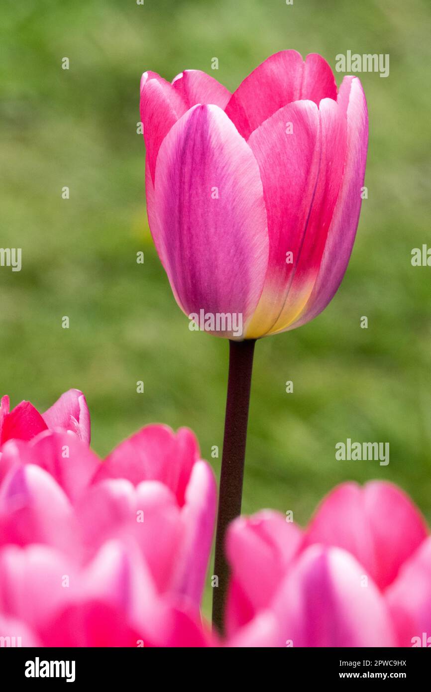 Beautiful, Pink, Tulip "Light and Dreamy",Tulipa, Flower Stock Photo ...