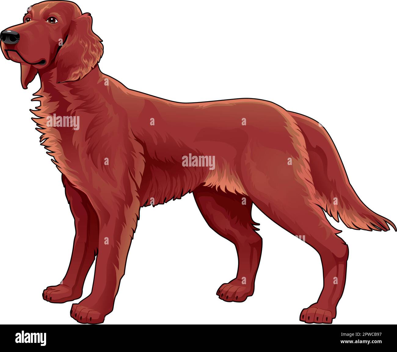 Pedigree setter Stock Vector Images - Alamy