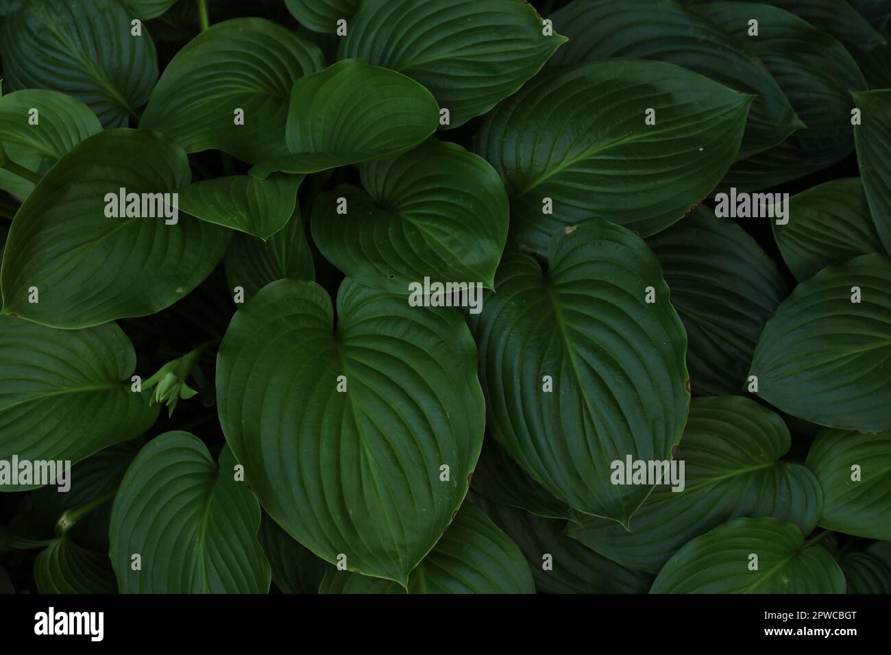 Beautiful hosta plantaginea with green leaves in garden, top view Stock ...