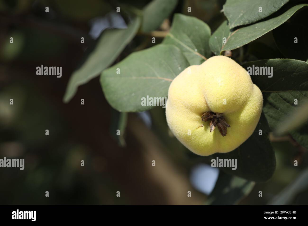 Closeup view of quince tree with ripening fruit outdoors Stock Photo ...
