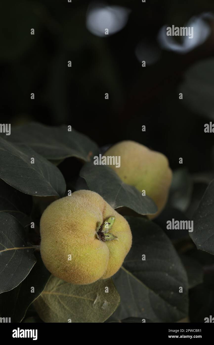 Closeup view of quince tree with ripening fruit outdoors Stock Photo ...
