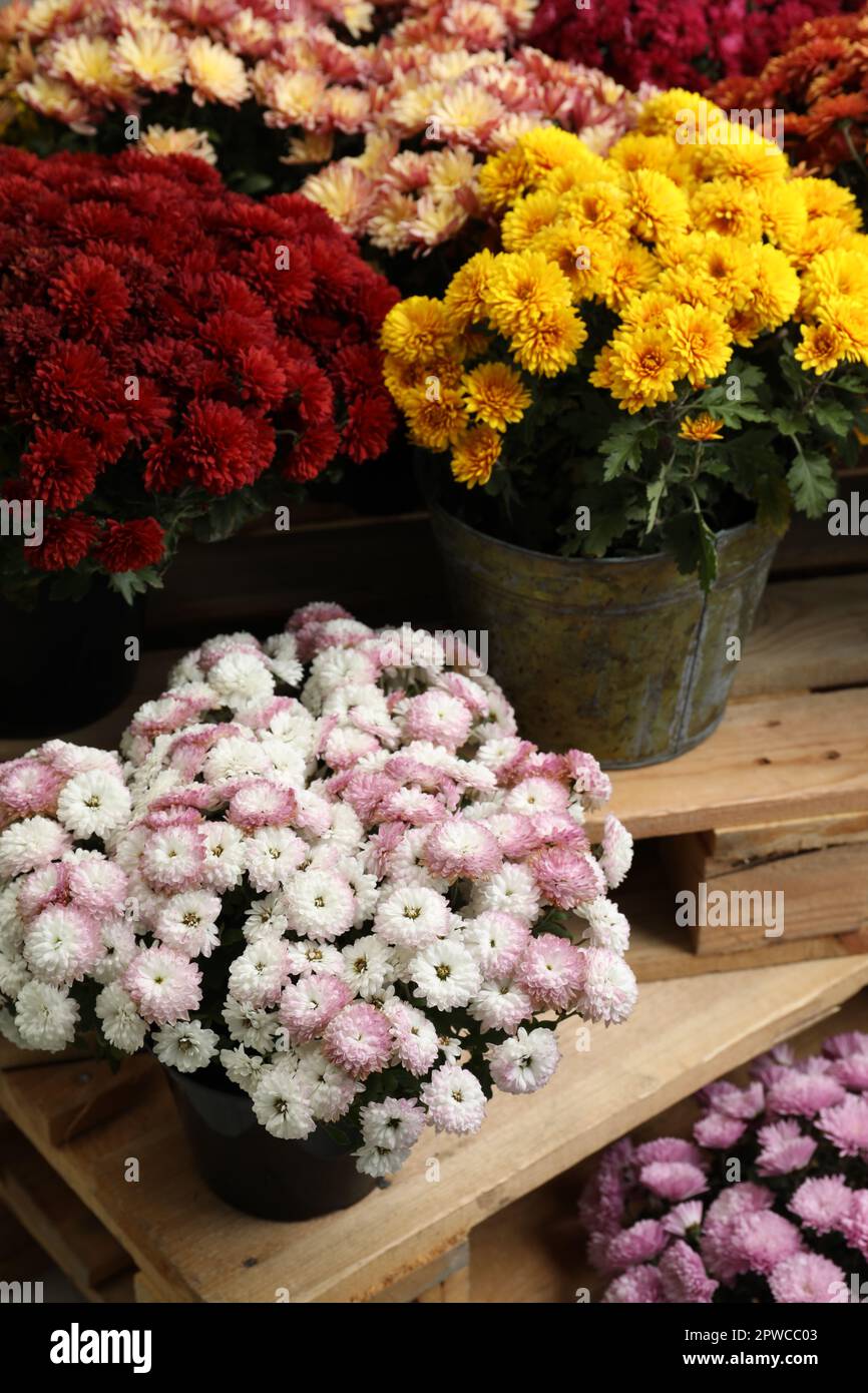 Beautiful different color Chrysanthemum flowers in pots on wooden ...