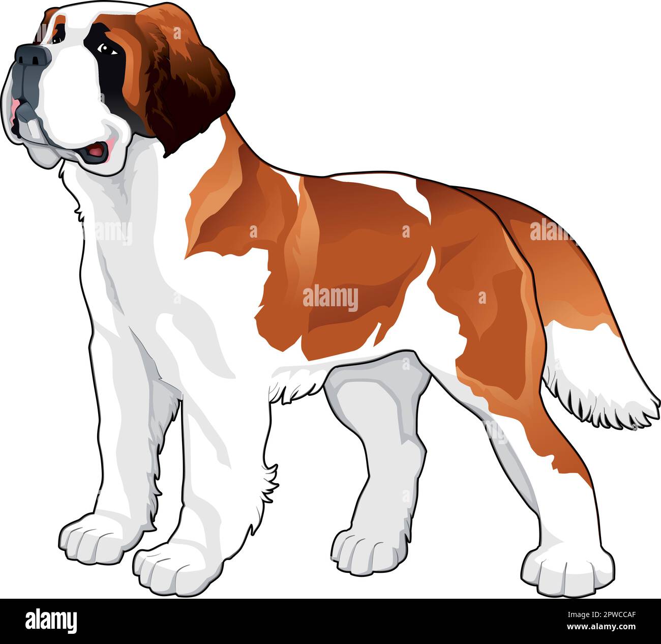 Saint Bernard. Vector isolated dog Stock Vector Image & Art - Alamy