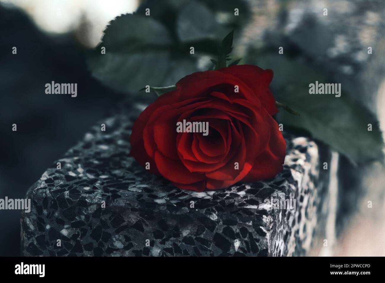 Red rose on grey granite tombstone outdoors, closeup Stock Photo - Alamy