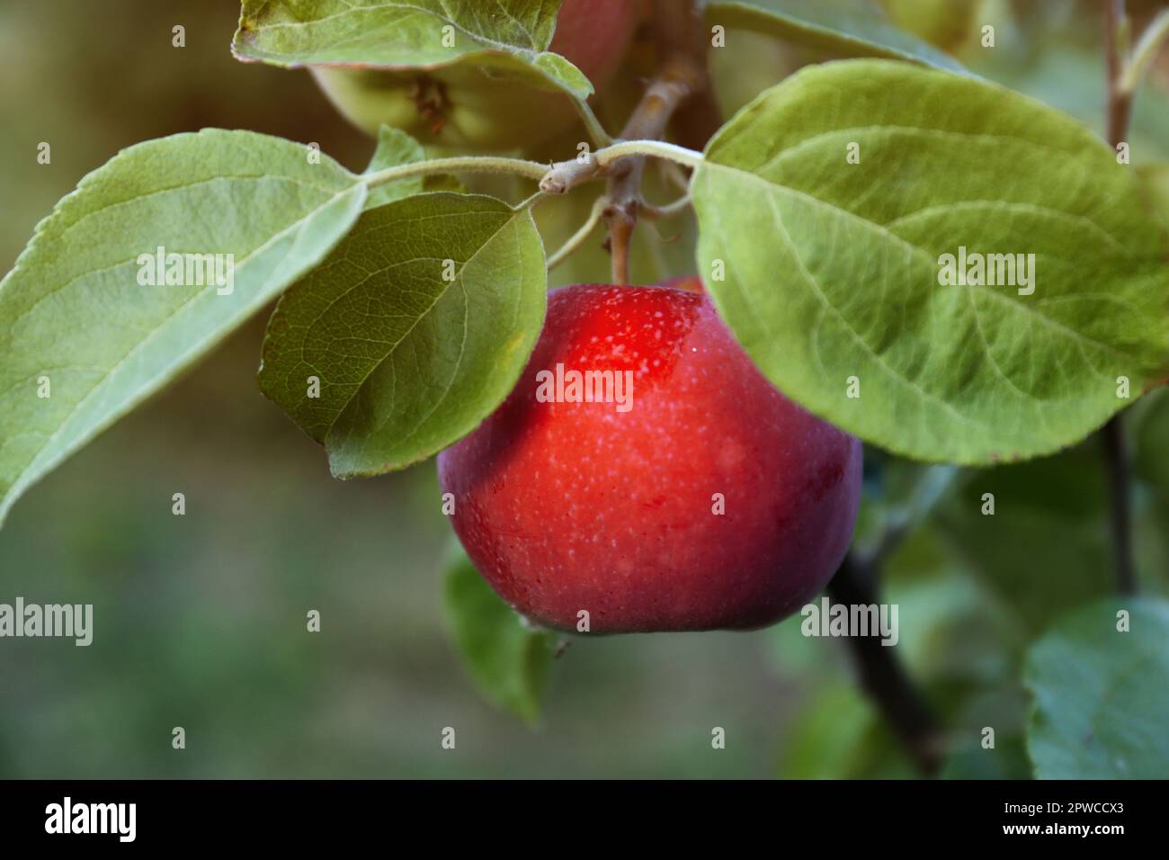 Apple tree branch with fruit hi-res stock photography and images - Alamy