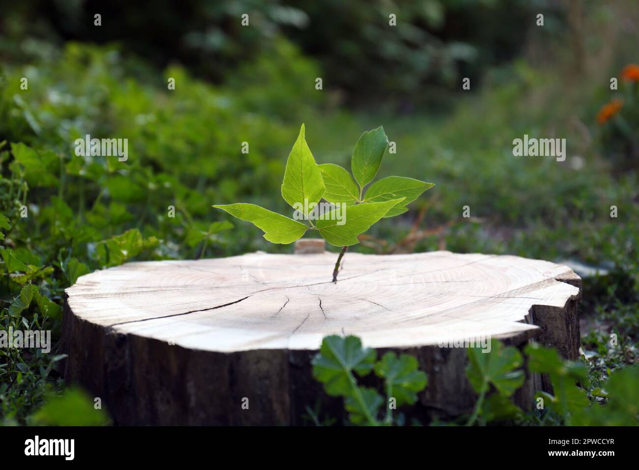 Seedling growing out of tree stump outdoors. New life concept Stock ...