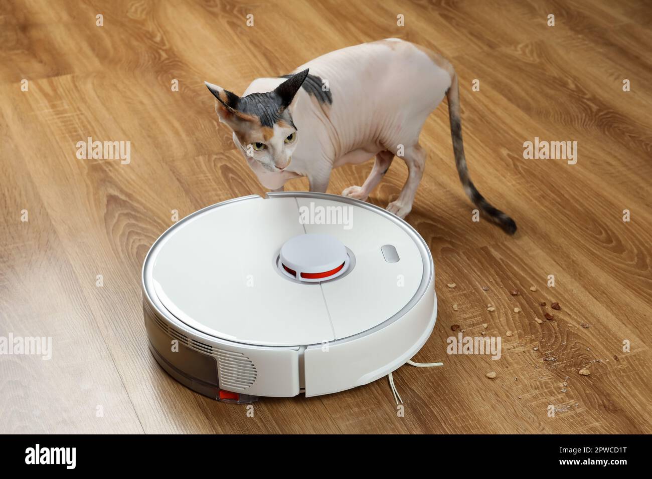 Robotic vacuum cleaner and cute Sphynx cat on wooden floor Stock Photo ...