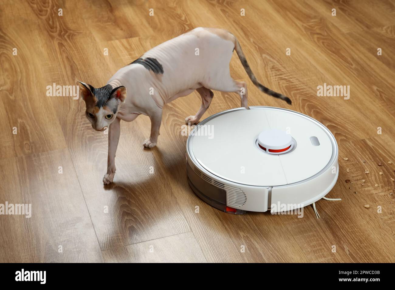 Robotic vacuum cleaner and cute Sphynx cat on wooden floor Stock Photo ...