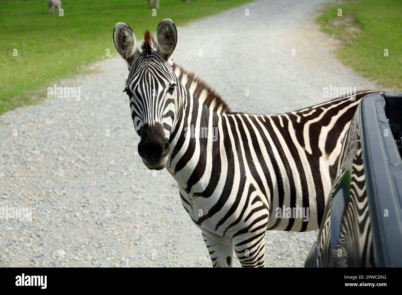 Safari zebra vehicle hi-res stock photography and images - Alamy