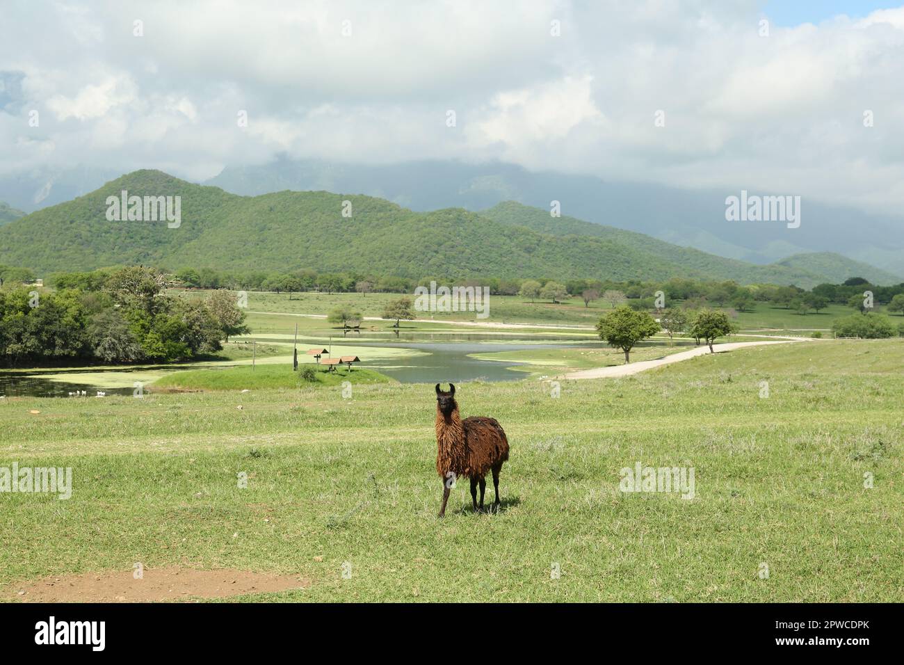 Beautiful fluffy llama on green grass in safari park Stock Photo - Alamy