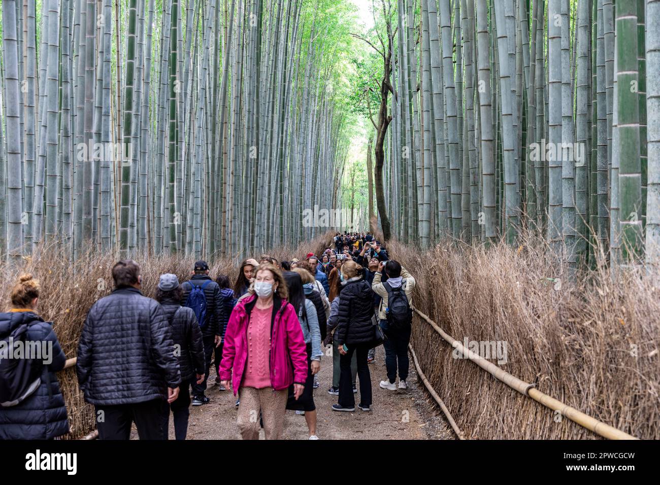 Arashiyama bamboo forest,April 2023, tourist visitors walking through ...