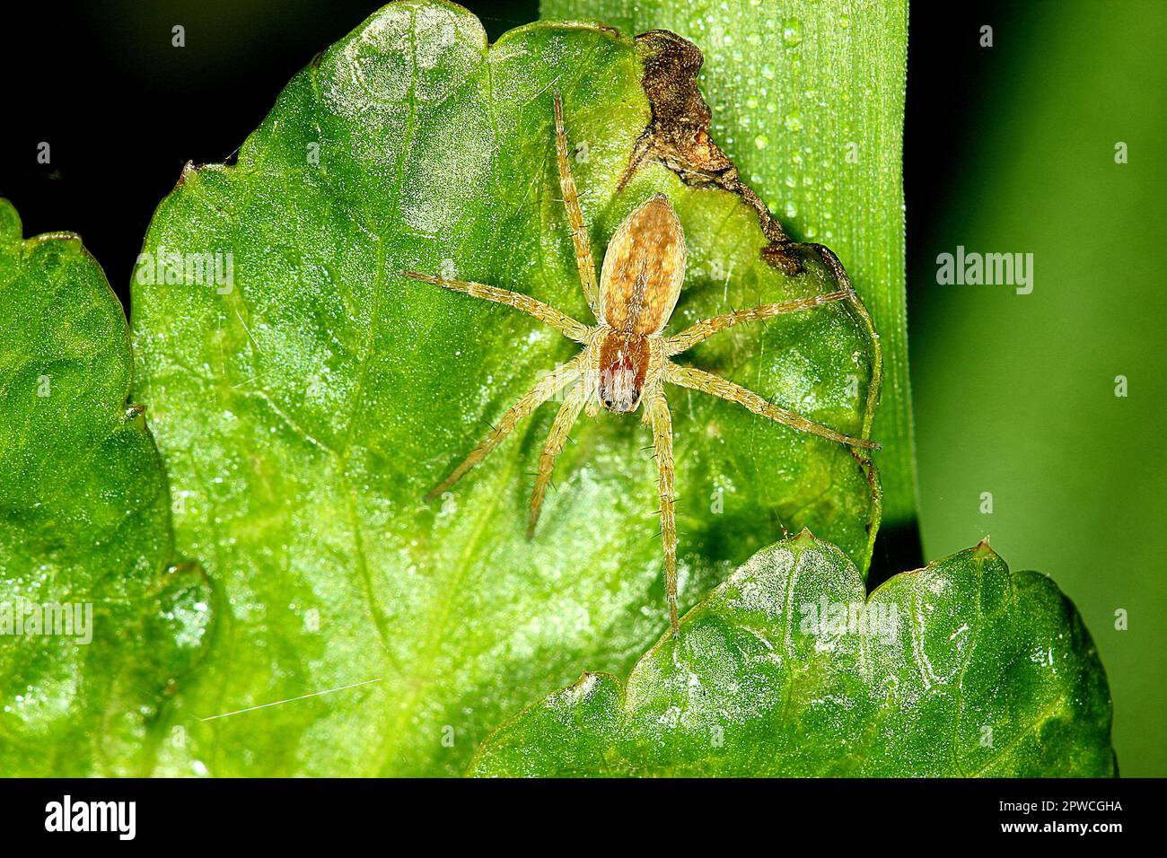 Wolf spider (Lycosoidea sp Stock Photo - Alamy
