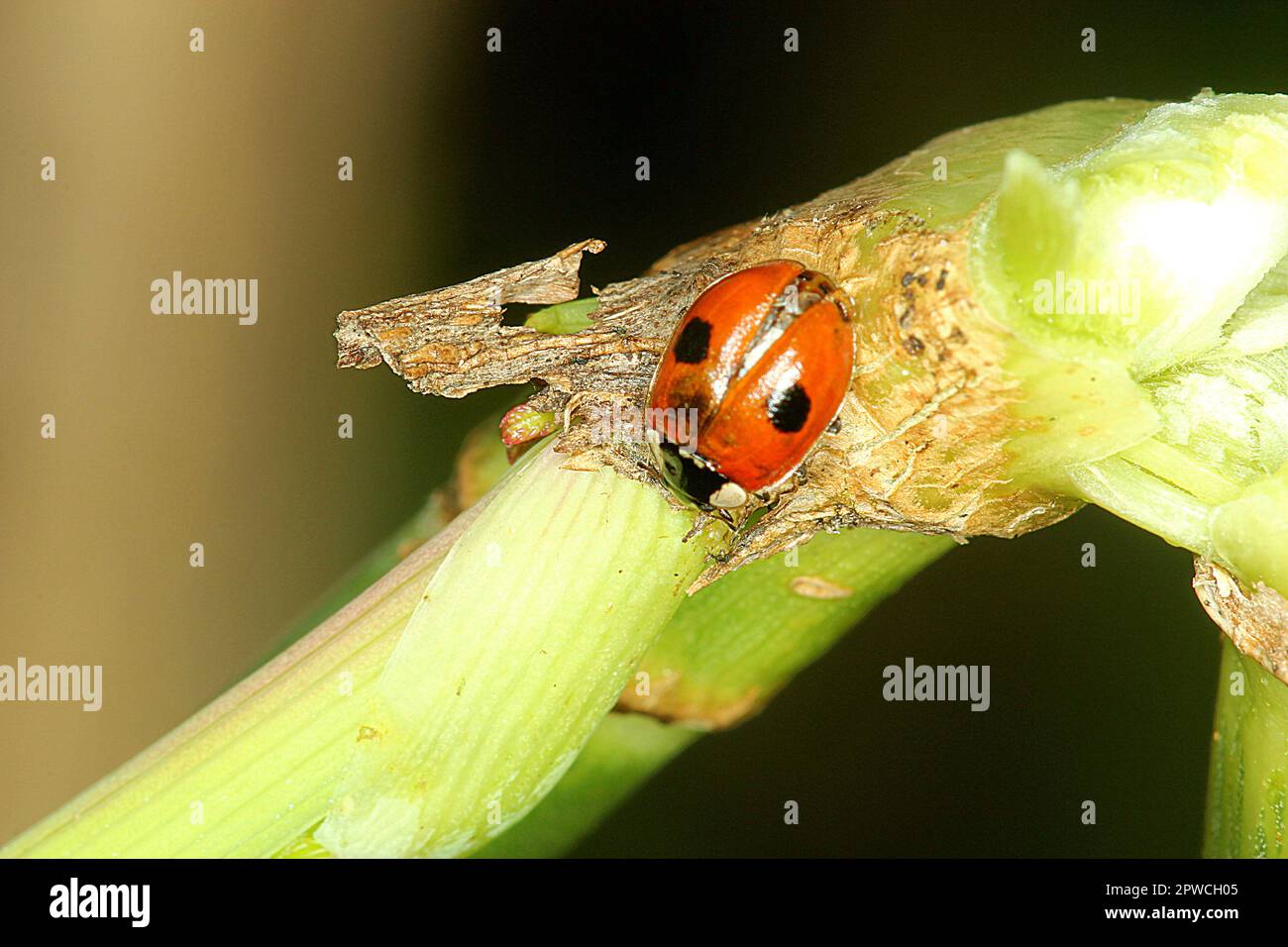 Two spot ladybeetle (Adalia bipunctata Stock Photo - Alamy