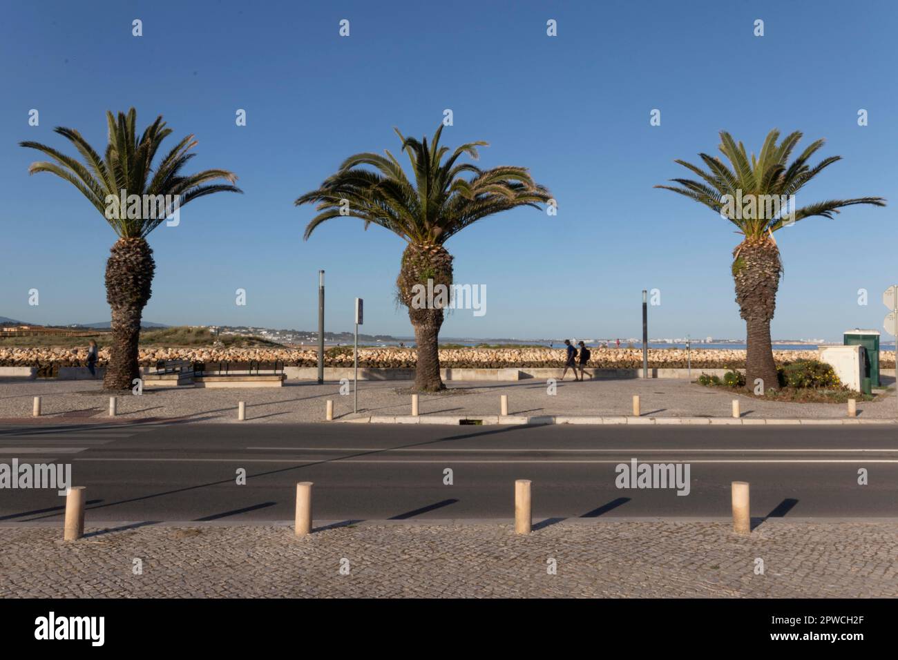 Three palm trees in the evening light on the promenade of Lagos, Faro ...