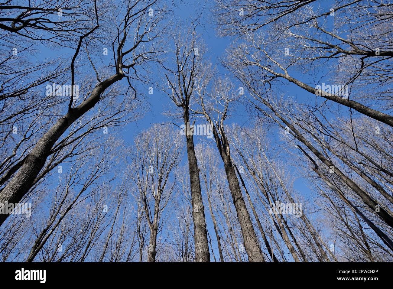 Nature, forest, tree tops from below, Province of Quebec, Canada Stock ...